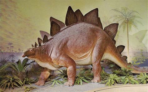 Dinosaur Stegosaurus Life Size Model Milwaukee Museum Wi 1960s