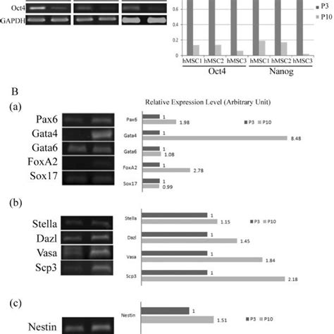 Differential Gene Expression Between Primary Cultured Passage 3 P3