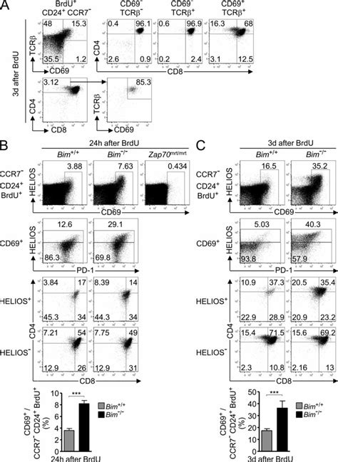 approximately 55 of tcr signaled thymocytes die by bim dependent
