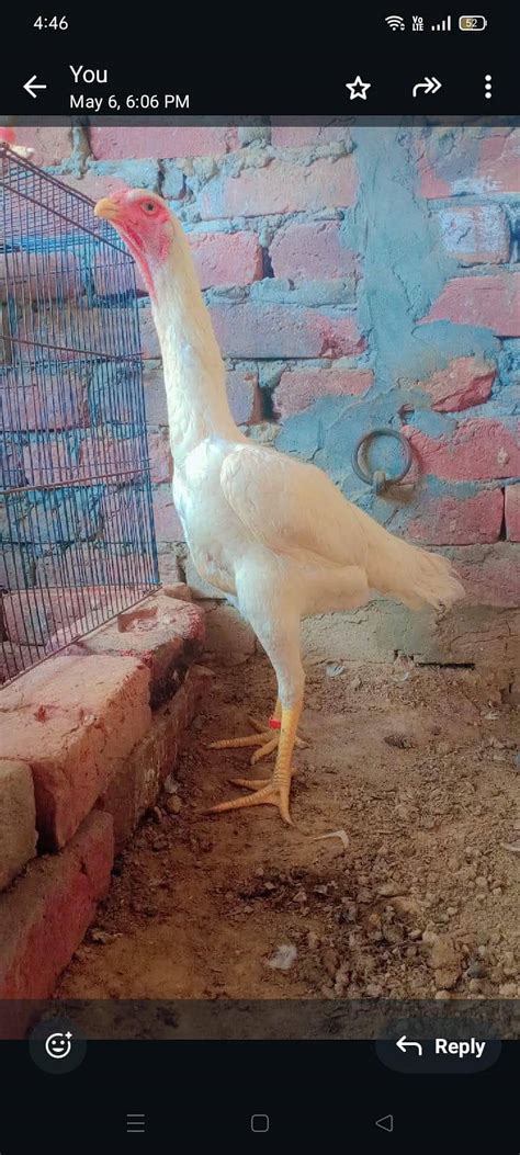 White Shamo Hens 1104357986