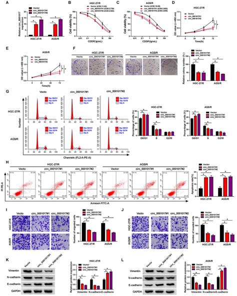 Circ 0001017 Overexpression Impeded Cell Growth Metastasis And