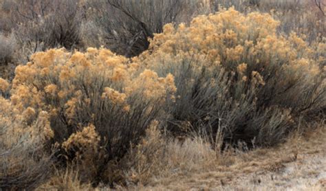 Presenting Autumn Starring Rabbitbrush Mountain Plover