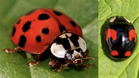 11 Common Insects You Can Find In Manitoba 2025 Bird Watching Hq