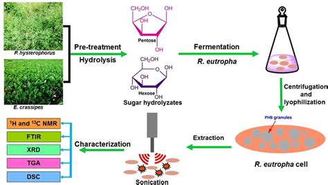 Biopolymer Production Through Fermentation Boc Sciences