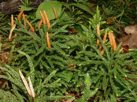 Club Mosses Plant Classification