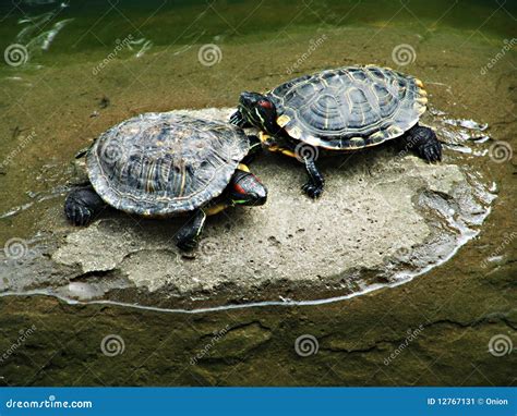 Two Turtles Fighting Stock Image 12767131
