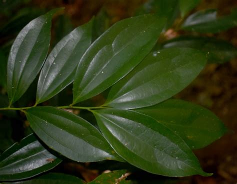 Cryptocarya Laevigata Ivan Evans Walk Cairns Qld 1304 Flickr