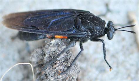 Mydas Fly Mydas Clavatus Mydas Clavatus Bugguidenet