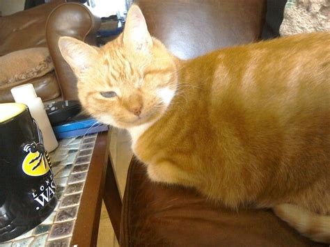 Rugby Cat Is Guarding My Favourite Mug Cats Rugby Animals