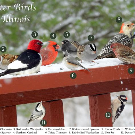 Backyard Birds Of Florida Bird Identification Chart Year Round And Seasonal Visitors