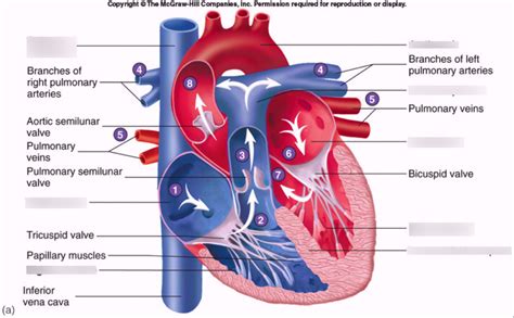 Circulatory System Labeled Heart