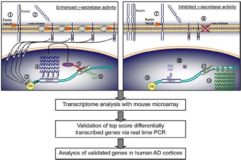 Microarray Based Strategy For The Identification Of Genes Download