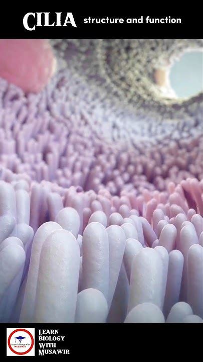 Cilia Structure And Function Animation Youtube