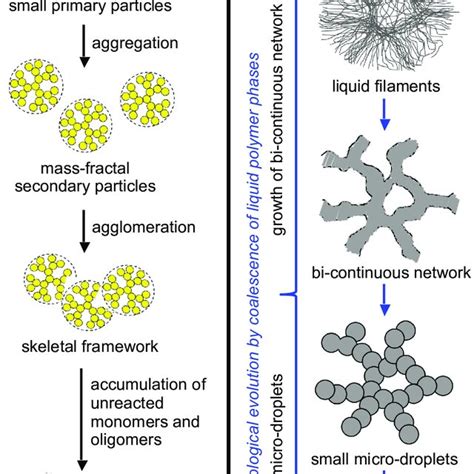 Phase Separation And Growth Processes Involved In The Formation Of The