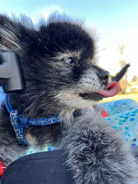 1056 Best Bear Cub Images On Pholder Hardcoreaww Aww And Nature Is