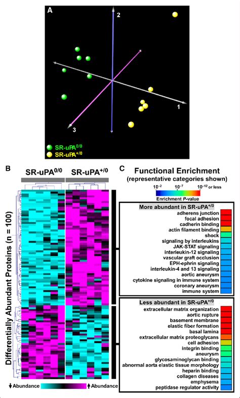Proteomic Analyses Identify Global Differences In Protein Abundance And Download Scientific