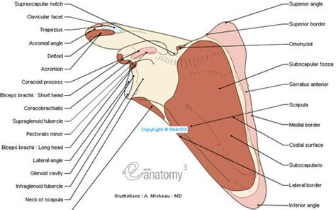 Shoulder Complex Anatomical Considerations Best Performance Group