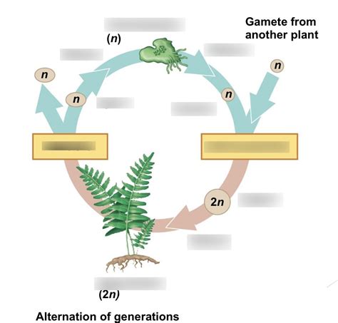 Bio 148 Lab Practicum Diagram Quizlet
