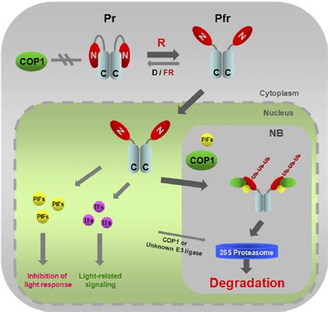 A Model For Light Dependent Proteasomal Degradation Of Phyb Download Scientific Diagram