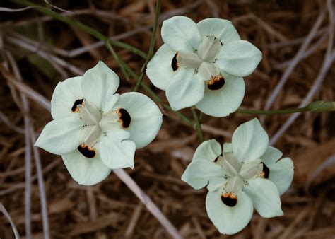 Bicolor Iris Native Gardeners