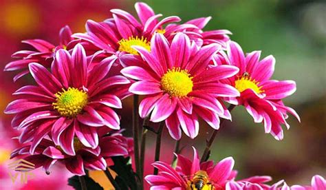 از شناخت انواع گل داوودی تا نگهداری اصولی و خواص آن Vip