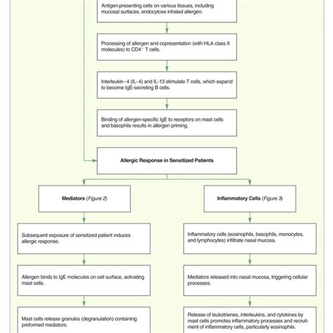 Omalizumab Binds To Free Ige Reducing Cell Bound Ige It Reduces