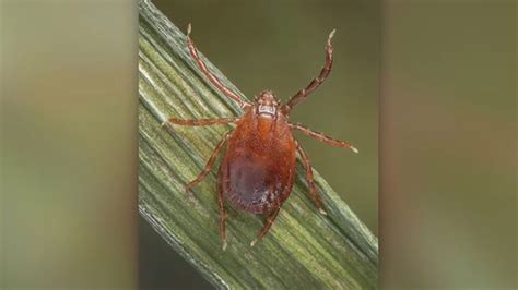 First Confirmed Case Of Unique Tick Disease In The State Hits St Joseph County