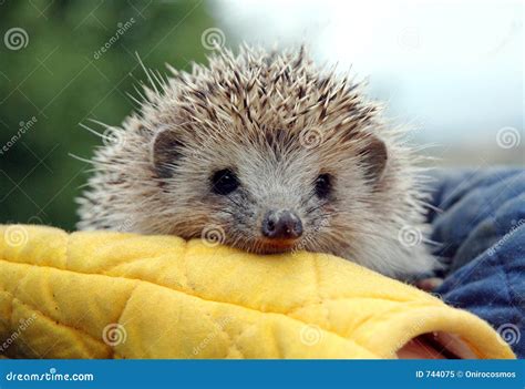 Yawning Hedgehog