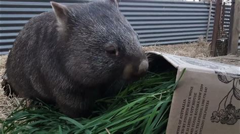 Wombat Grass Munch Youtube