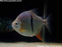Myleus Schomburgkii Aquarismo Online Aqol
