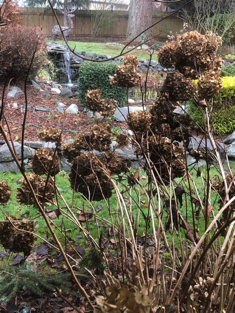 Hydrangea Help Just Moved In To My New House And Have No Idea How To Care For It Dont Know
