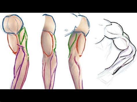 How To Draw The Muscles Of The Arm Simple Anatomy Tutorial Youtube