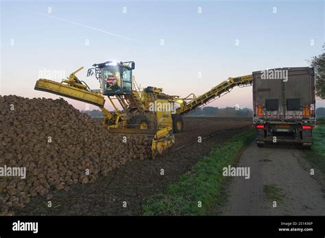 Sugar Beet Sugar Beet Beet Root Sugar Beet Root Beta Vulgaris Var