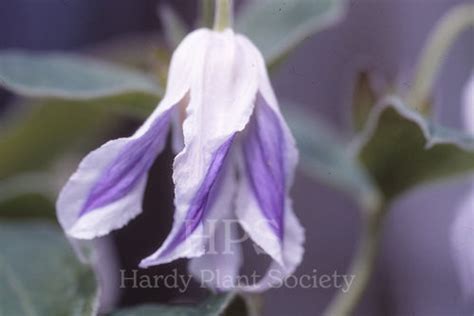 Clematis Hakuree Ambig [1]
