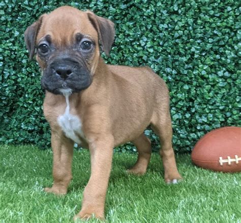 Boxer Puppies My Fur Friend