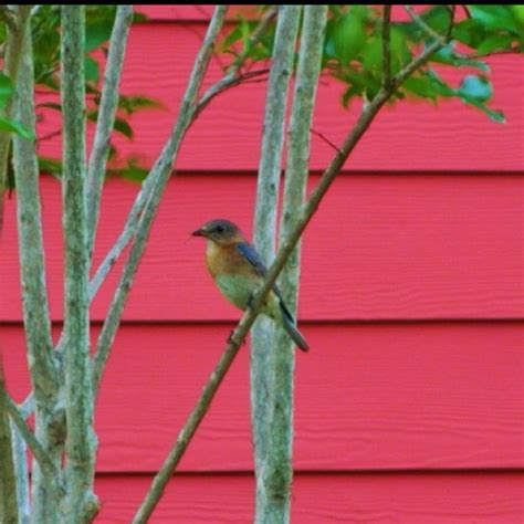 Bluebird Nesting Time Art Photography Blue Bird Outdoor Decor