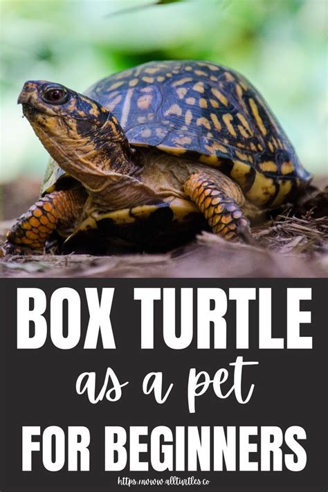 Box Turtle Species 15 Different Types Artofit