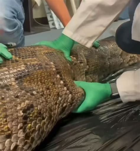 [video] Dr Muhammad Ahmad Qadeer Na Linkedin Burmese Python Alligator Florida Ortovet