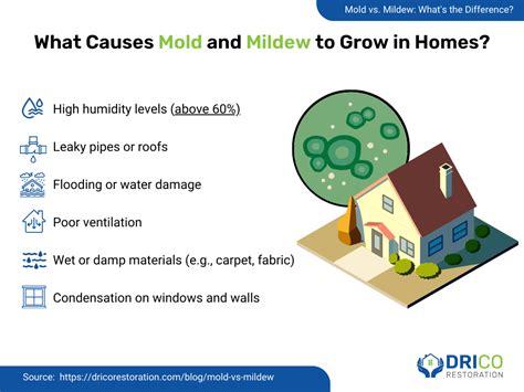 Mold Vs Mildew Whats The Difference Drico Restoration