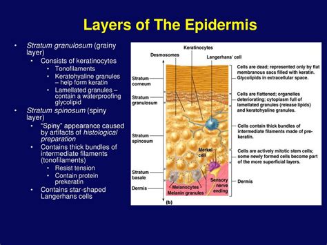 Functions Layers Throughout Life Ppt Download