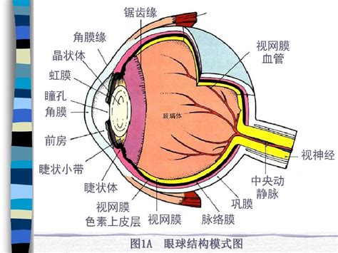 鱼眼解剖图 千图网