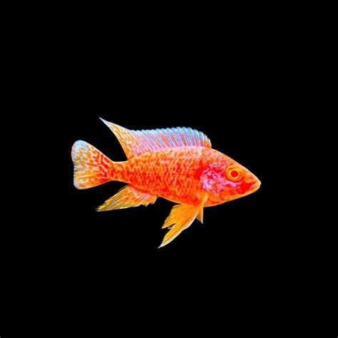 Strawberry Albino Peacock Cichlid