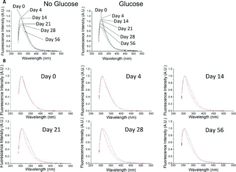 Fluorescence Emission Spectra For Free Collagen And Collagen−glucose