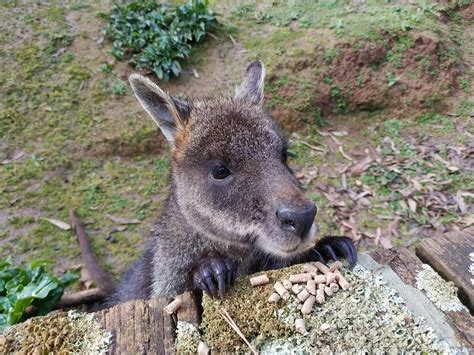 Phillip Island Wildlife Park Animal Zoo Opening Hours And Ticket Prices