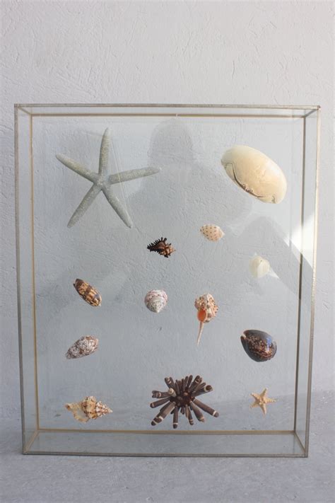 Proantic Object Of Curiosity In A Plexiglass Frame