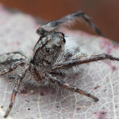 Striped Jumping Spiders Cytaea Insect Identification Guide Habitat And Facts