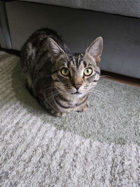 Funny Loaf Album On Imgur