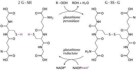 Metabolism Of Reactive Species