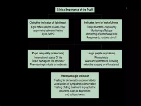 Pupillary Pathway And Its Abnormality Pptx