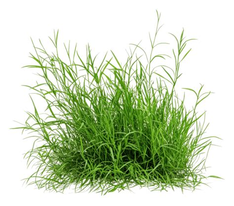 Grass Texture Pngs For Free Download